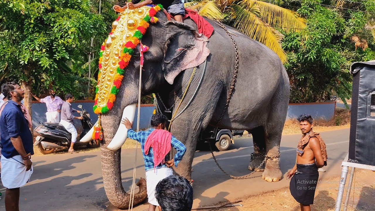 പാമ്പാടി രാജനെ ഒരുക്കൽ 🤩🥰 | Pambadi Rajan Latest | Pambadi Rajan Kizhur ...
