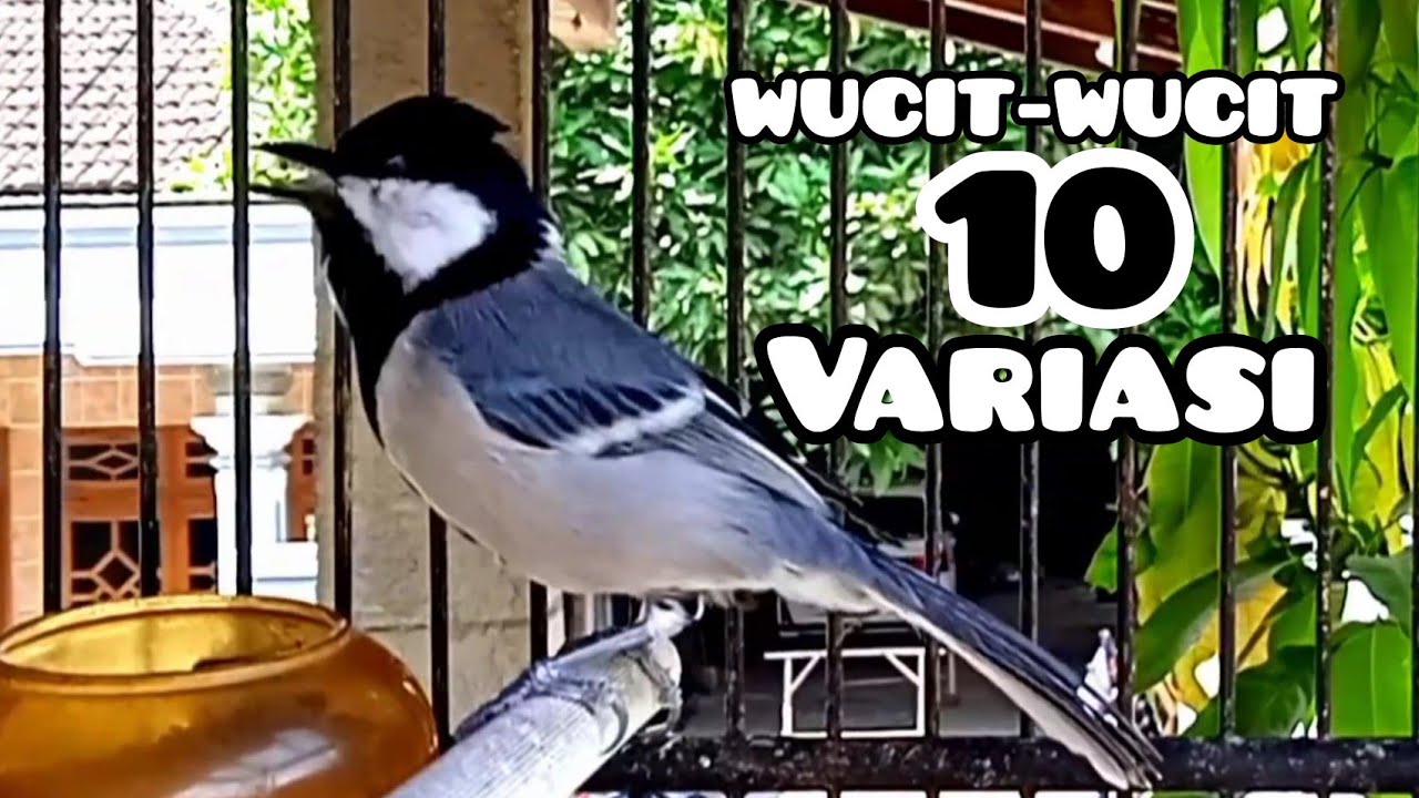 Gelatik batu gacor | Glatik Wucit2 10 variasi Masteran Gelatik Gacor ...