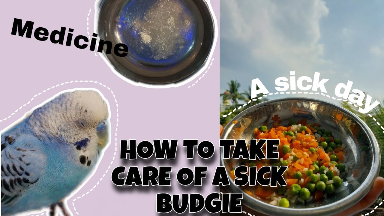 How to take care of a sick budgie | Sick parakeet routine | helping my ...