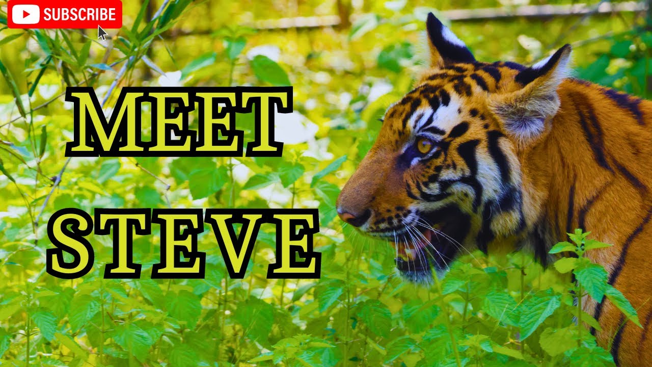 Meet Steve- The young tiger in Bandhavgarh - YouTube