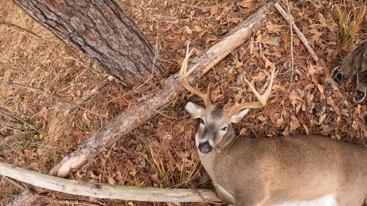 Deer Hunting with Dogs Kill Compilation #2 15 kills in 15 minutes - YouTube