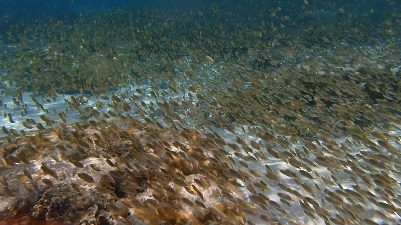 Juvenile rabbitfish (Manahak) - YouTube