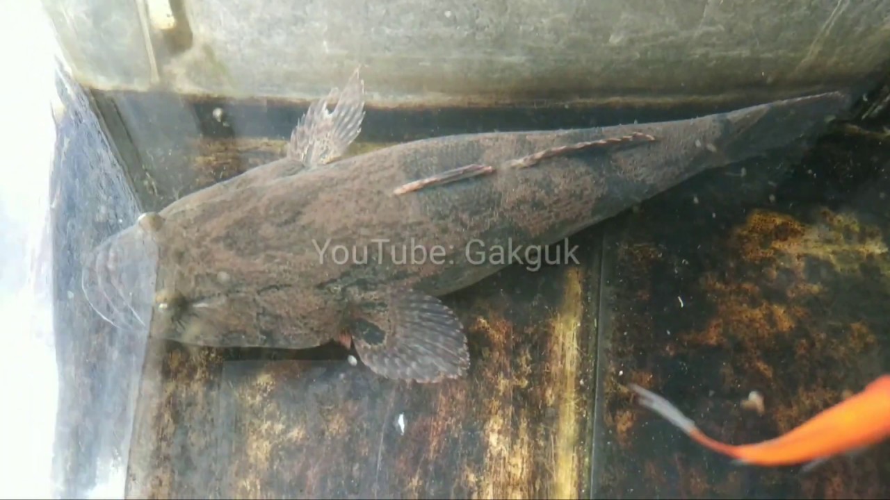 Kutuk Gunung|Ikan Betutu | Ikan bakutut | Ikan belosoh | ikan sioto ...