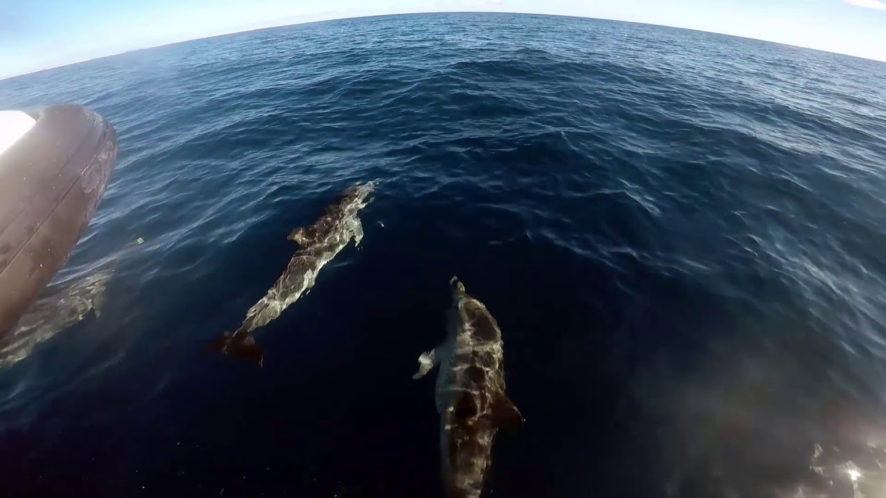 Dolphins playing in bow waves - YouTube