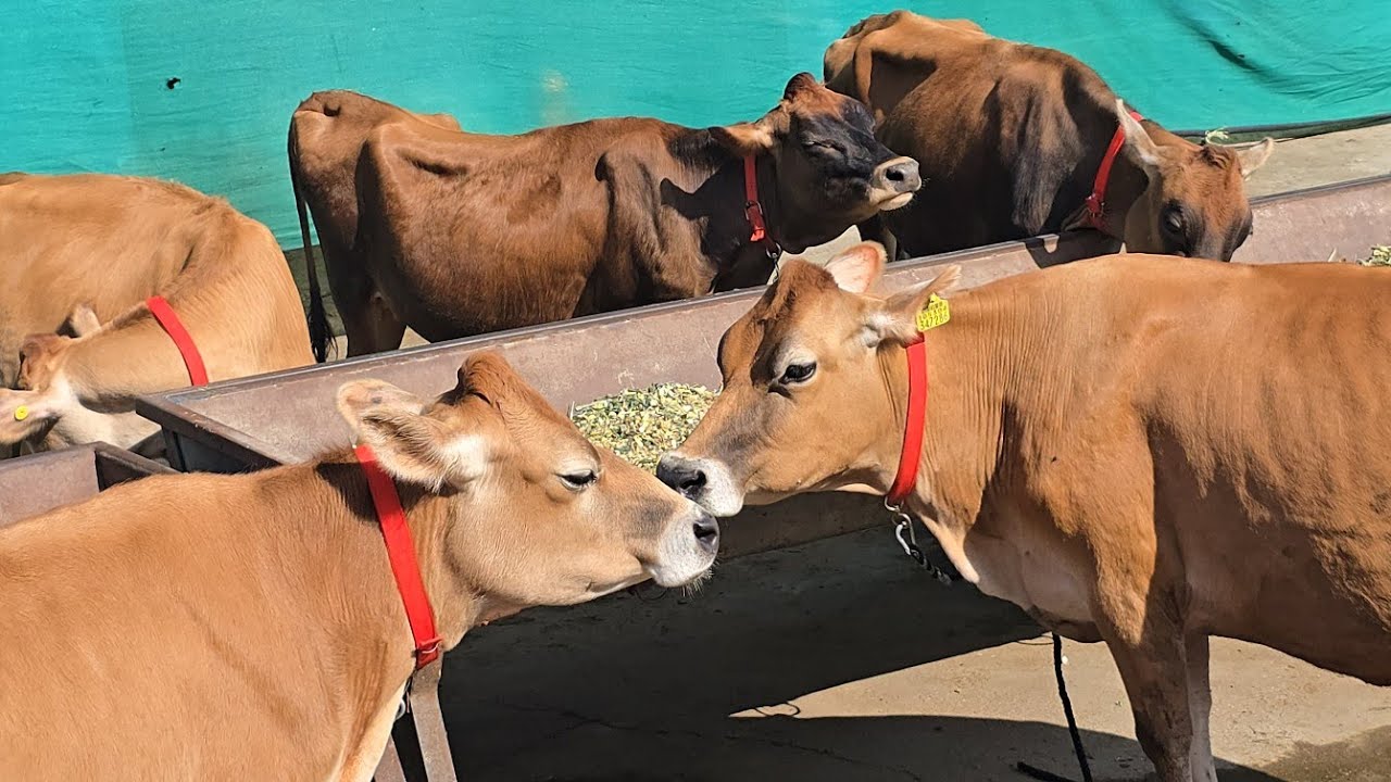 Dekhiye 😎Kashmir ke kisan bhai 👨‍🌾 ki 5 jersey cow🐄 ki Shandar ...