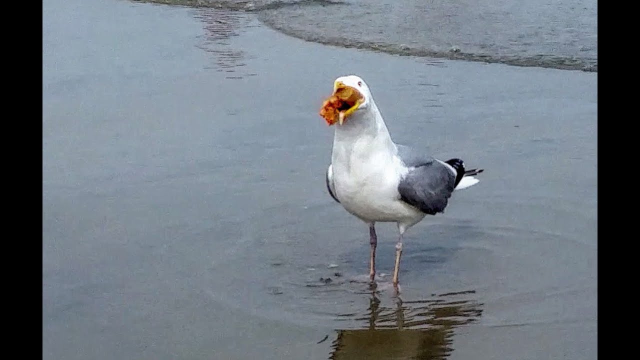 One Gulp Pizza! Seagull steals my pizza and swallows a whole piece in ...
