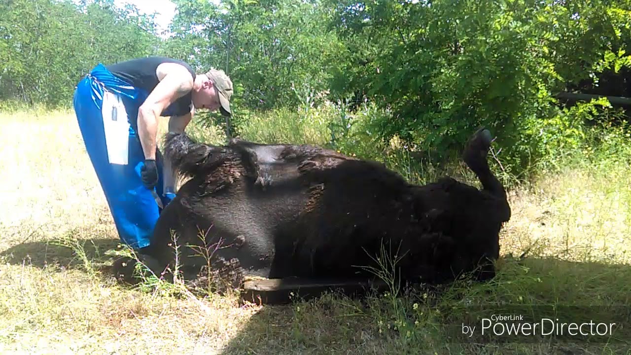 Butchering a Bison - YouTube