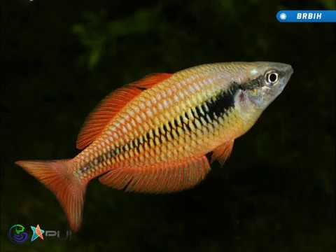 Mengenal Ikan Rainbow Kurumoi, Ikan Asli Papua - YouTube