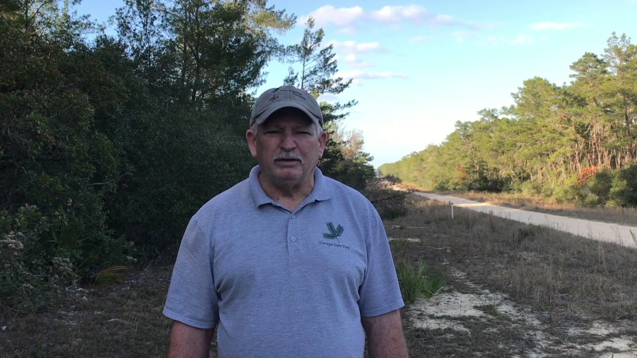 Ocala Deepdigger Scarab Beetle (Peltotrupes youngi) - YouTube