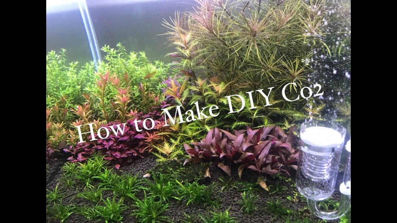 How to make DIY Co2 - YouTube