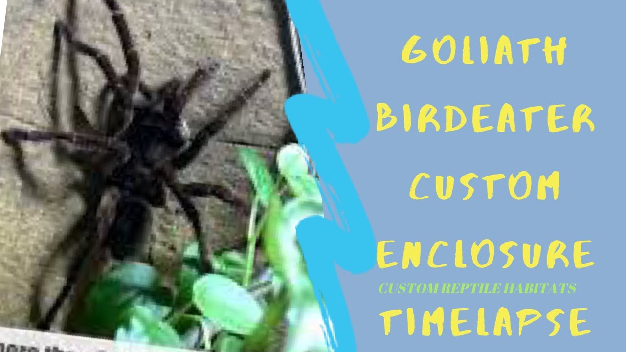 How to build a Goliath Birdeater Enclosure: Custom Reptile Habitats ...