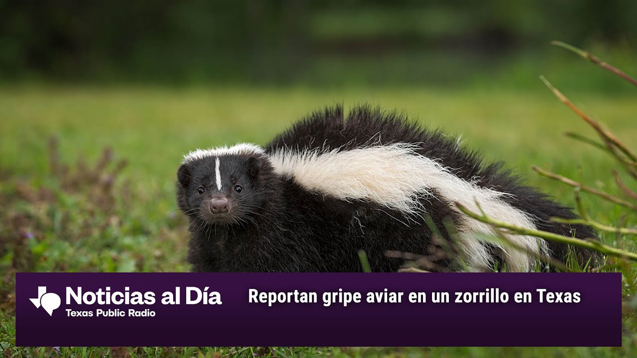 Reportan gripe aviar en un zorrillo en Texas - YouTube
