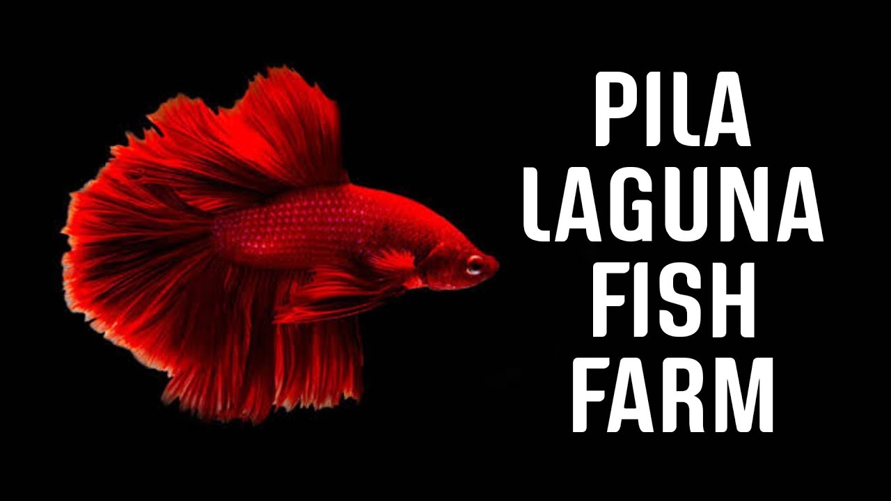FISH FARM IN PILA LAGUNA - YouTube