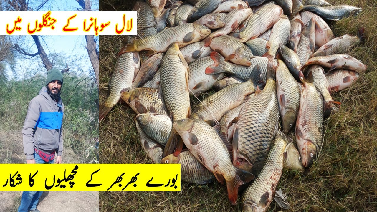 Fishing in pakistan | fish hunting videos - YouTube