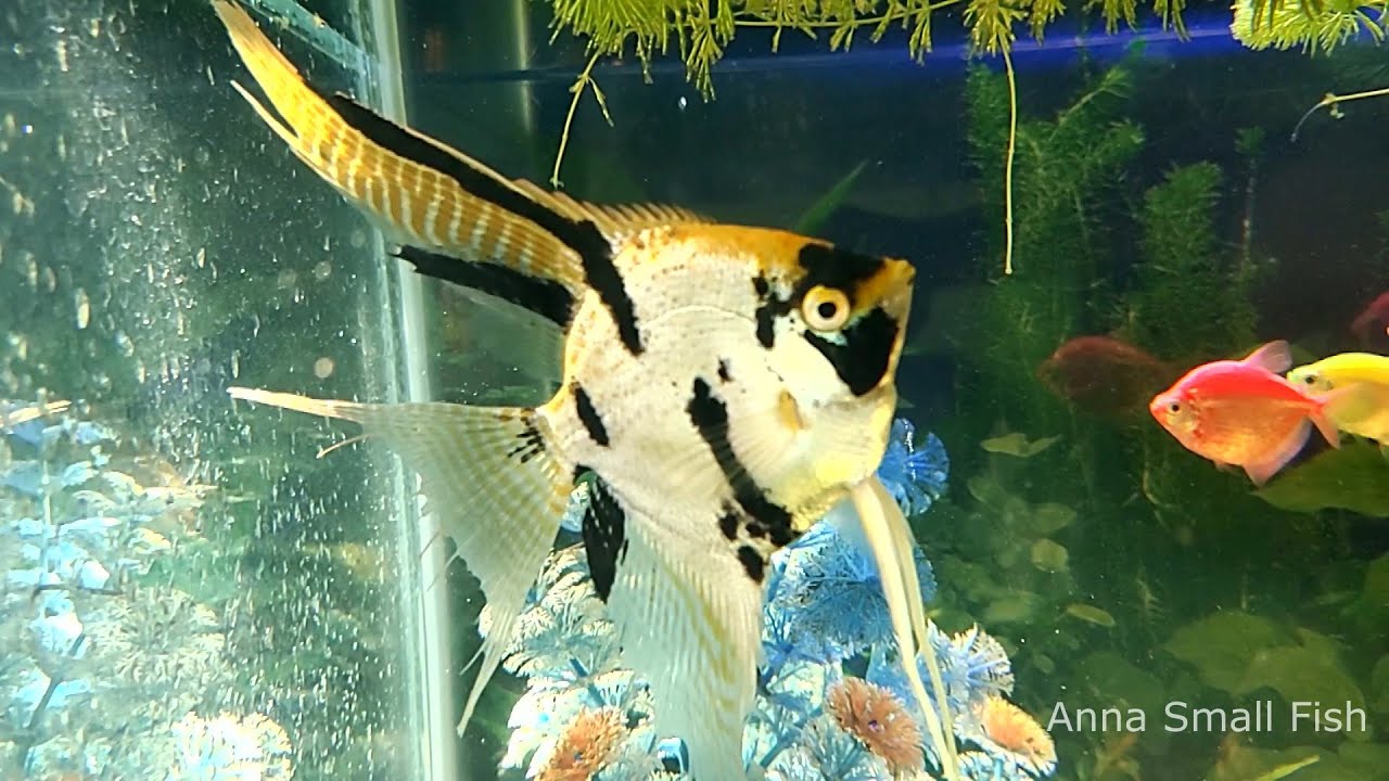 Ep01 - Cute Small Fish | Anna Small Fish - YouTube