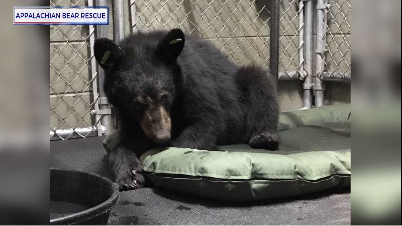 Bear cub taken in by Appalachain Bear Rescue after being hit by car ...