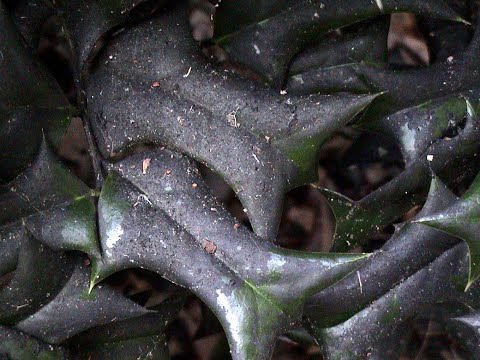 How To Treat Fungus On Holly Bushes
