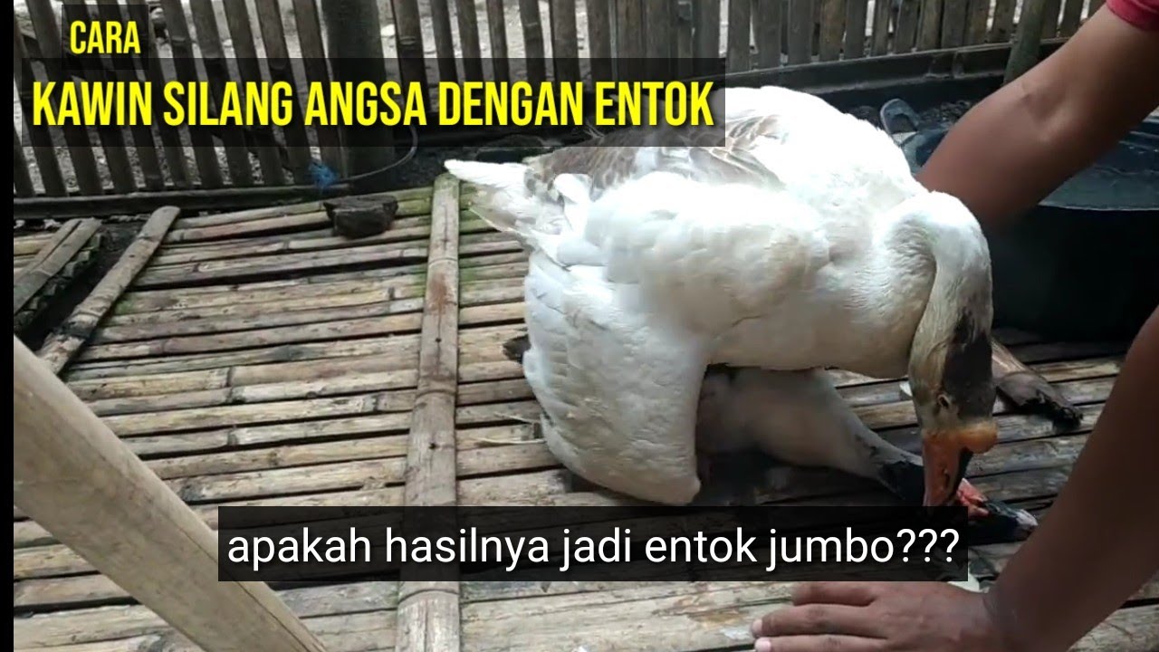 Langka,perkawinan silang antara angsa dengan entok,berharap hasilnya ...