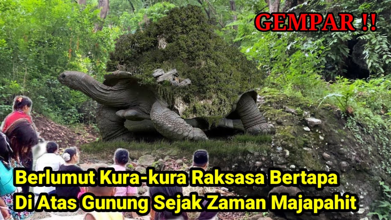 Kaget !! Berlumut Kura-kura Raksa Bertapa Di Atas Gunung Sejak Zaman ...