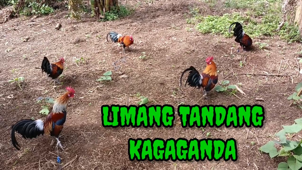 4 NA MAYAHIN AT ISANG KAKAIBANG TANDANG HULI SA LAUREL BATANGAS - YouTube