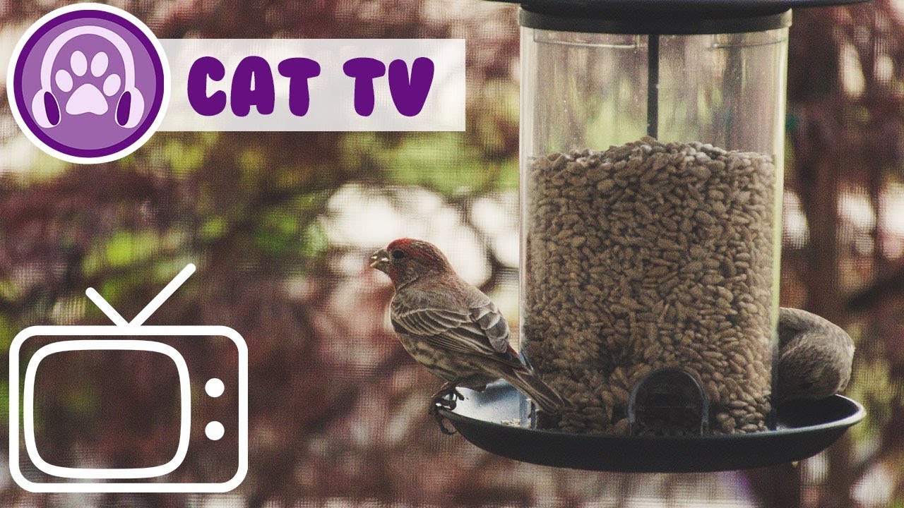 Cat TV: Videos For Cats, Garden Birds, Entertain Your Cat! 🐦🐱 - YouTube ...