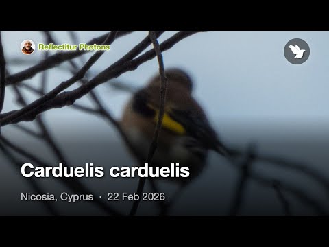 European Goldfinch, Щегол, Καρδερίνα, Carduelis carduelis