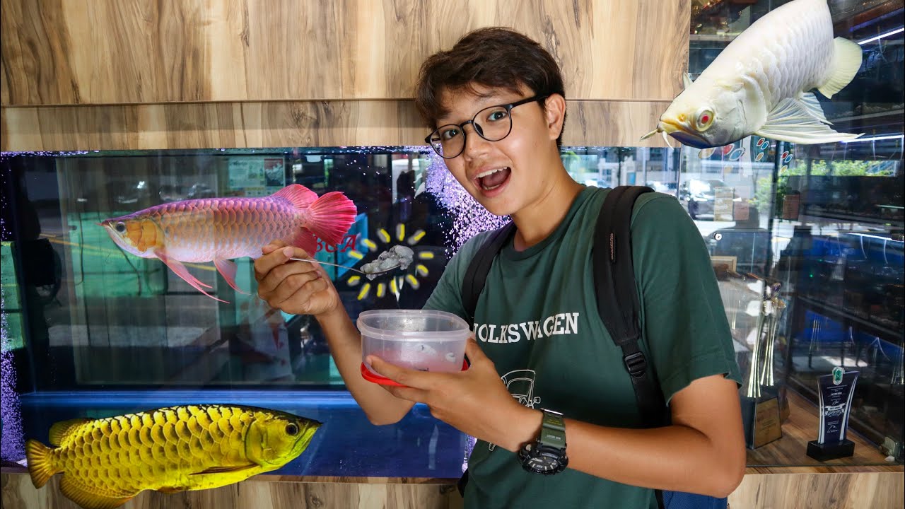 Feeding AROWANAS and MONSTER FISH! - YouTube
