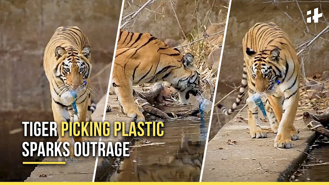 This Tiger’s Action Calls For Our Urgent Attention To Plastic Pollution ...