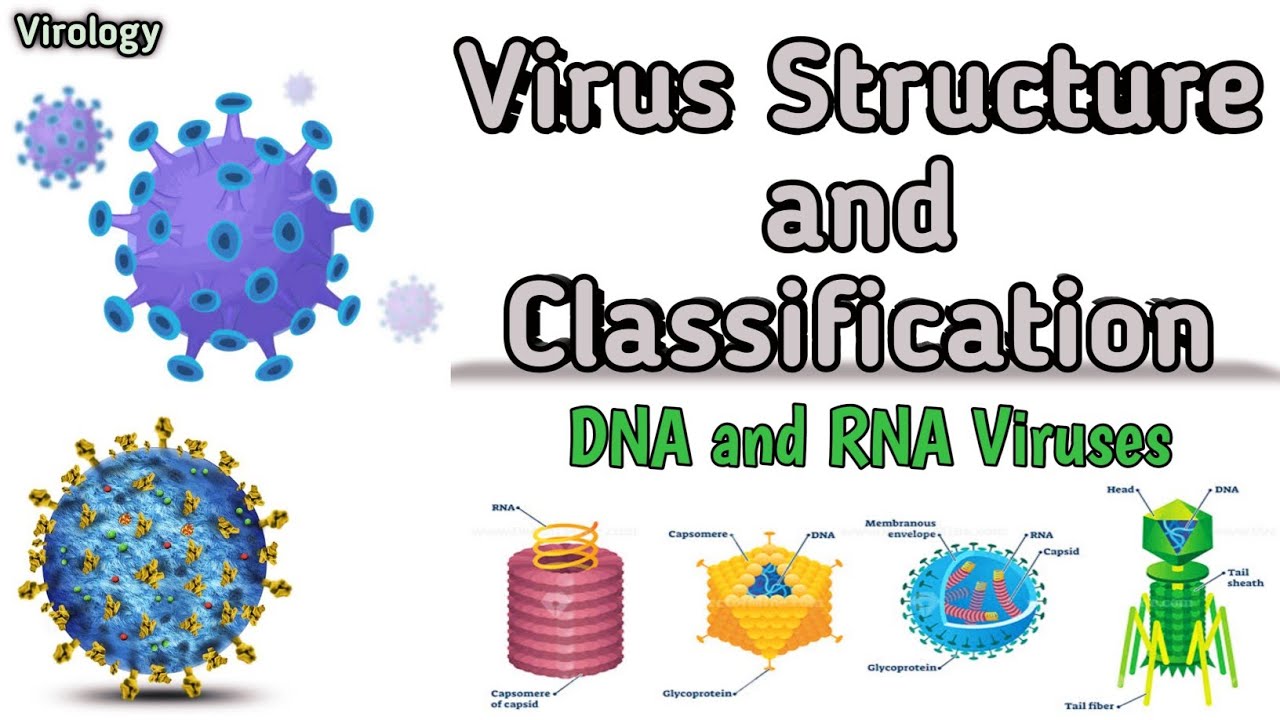 Virus Structure and Classification || #virology || #virus || # ...