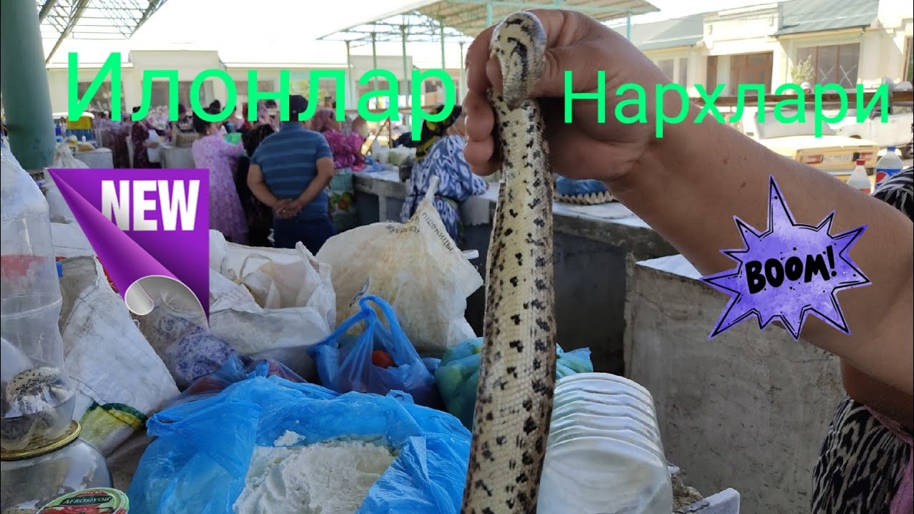 Samarkand ilon bozori ilonlar narxlari, Самарканд илон бозори илонлар ...