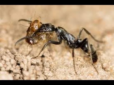 How ant do run how so fast Pet and Animals - YouTube