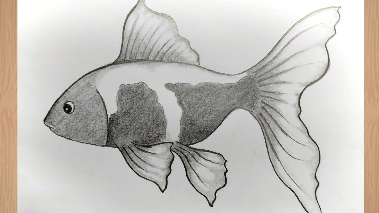 How to draw a goldfish - YouTube