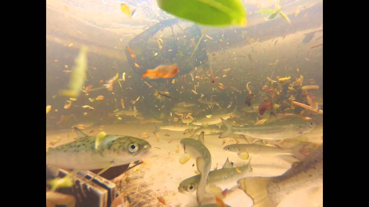 Atlantic salmon smolts caught and released from a rotary screw trap for ...