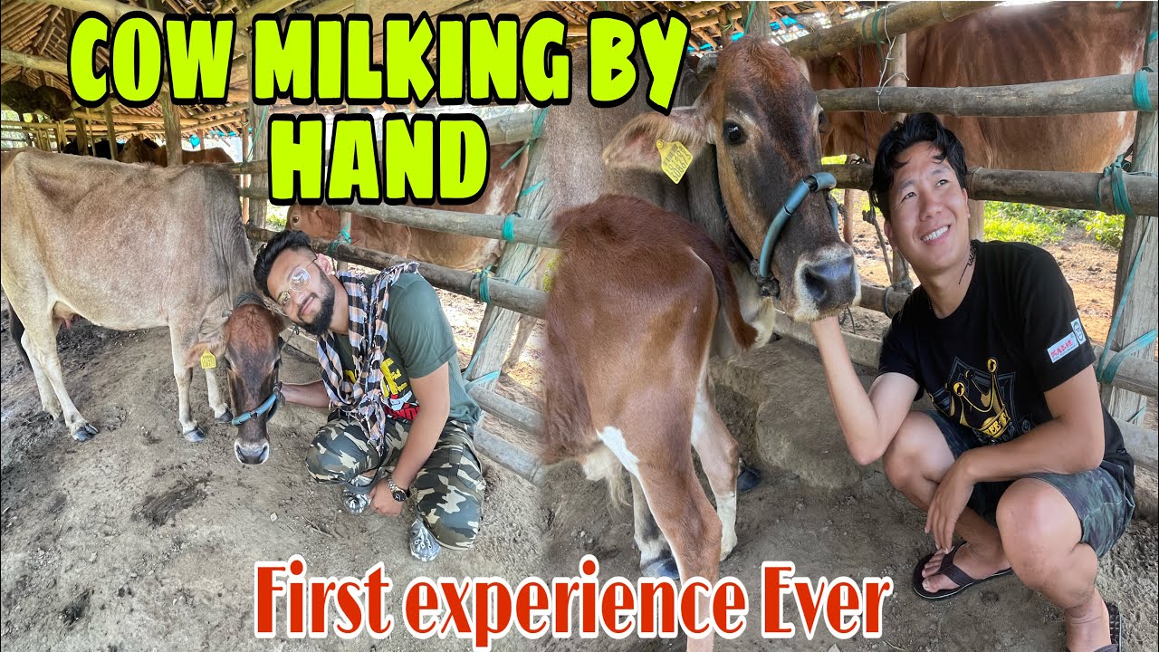 HOW TO MILK A COW BY HAND||FIRST EXPERIENCE||VILLAGE LIFESTYLE @james ...