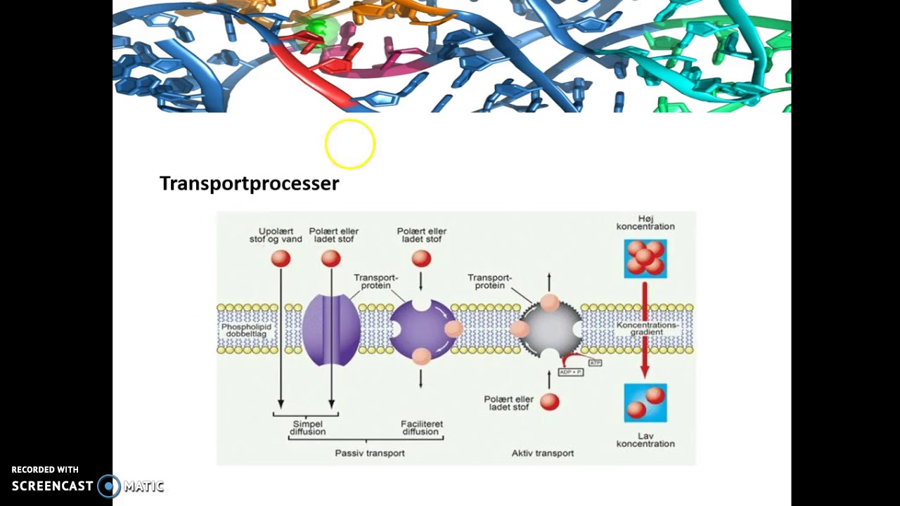 cellemembranens opbygning og transportprocesser over cellemembranen ...