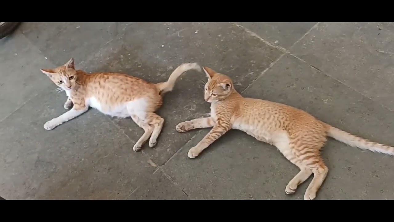 mother and kitten are sitting in line🐈🐈 - YouTube