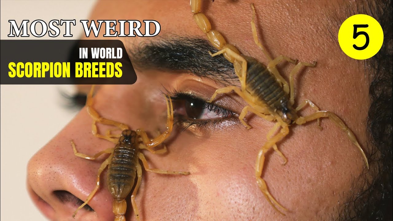 Most Weird Scorpions In The World | Wild Whim - YouTube