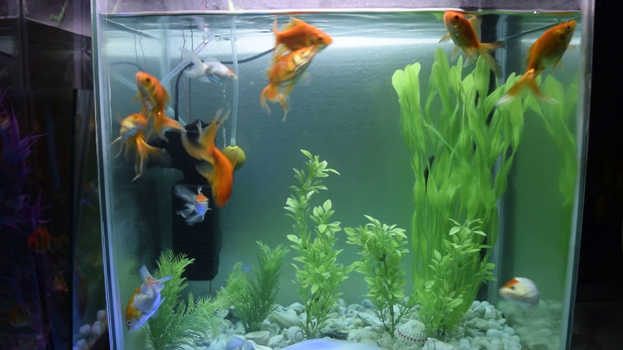 Simple goldfish aquarium - YouTube