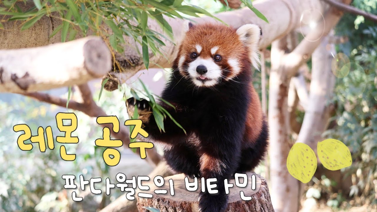 상큼 비타민 레몬이💛 | 에버랜드 레서판다 | Lesser Panda, Lemon 🍋, 4k - YouTube