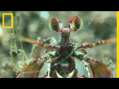 L'arsenal mortel de la crevette-mante