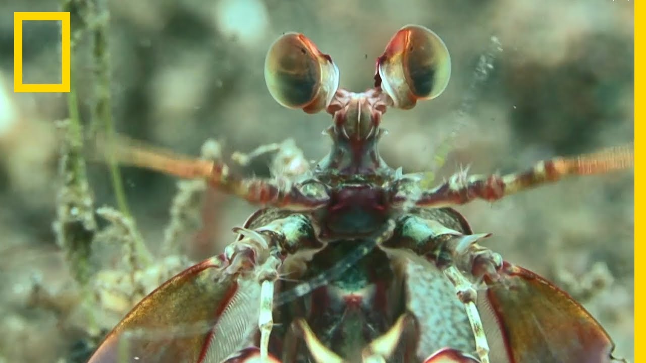 L'arsenal mortel de la crevette-mante - YouTube