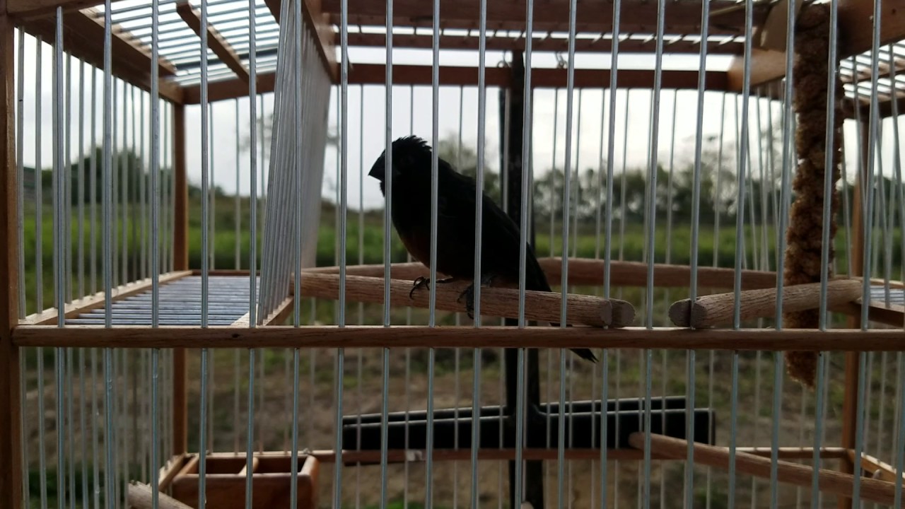 Bullfinch singing 2017....... - YouTube