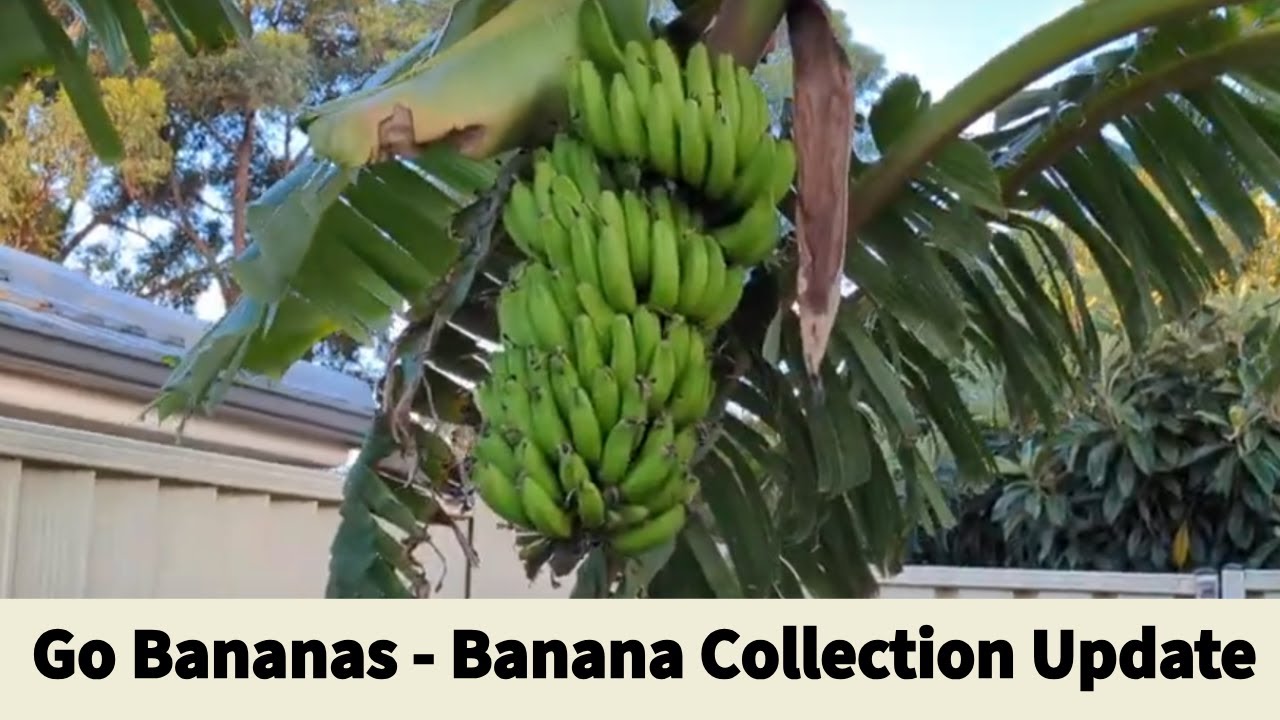 Banana Collection Update - 4 Varieties Fruiting - YouTube