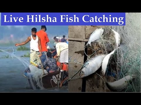 Live hilsha fish catching in river | hilsa fish catching in padma river ...