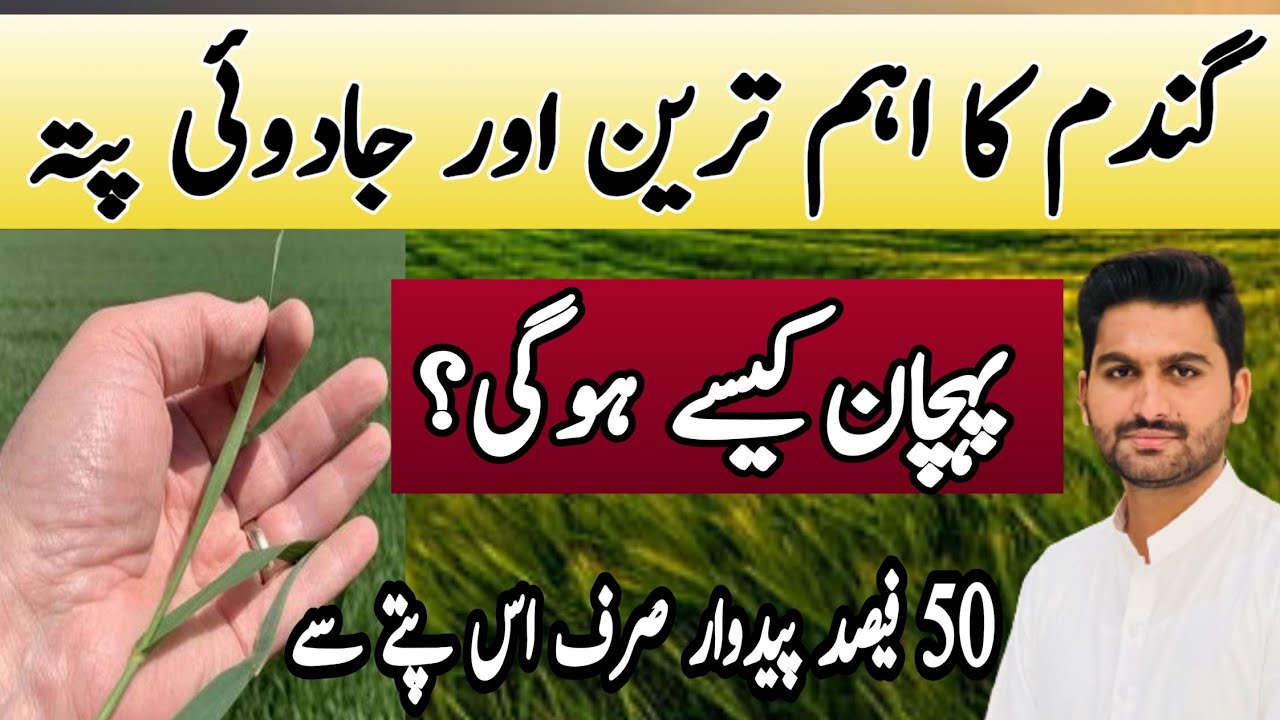Flag Leaf of wheat Plant #wheat #flagleaf #wheatcultivation # ...