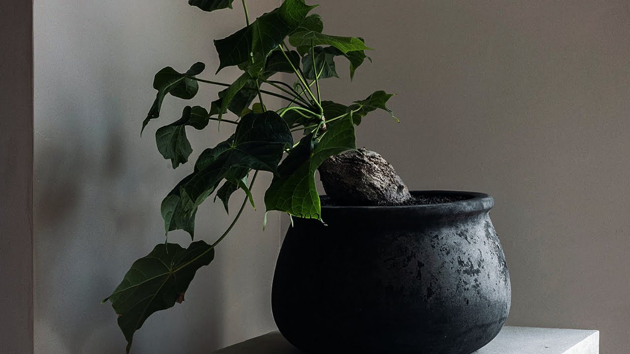 Sustainable Interior Design | Japanese Architecture - YouTube