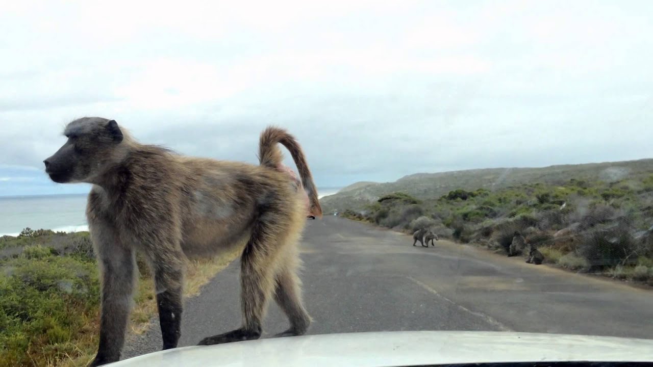 Baboons At Cape Point! - YouTube