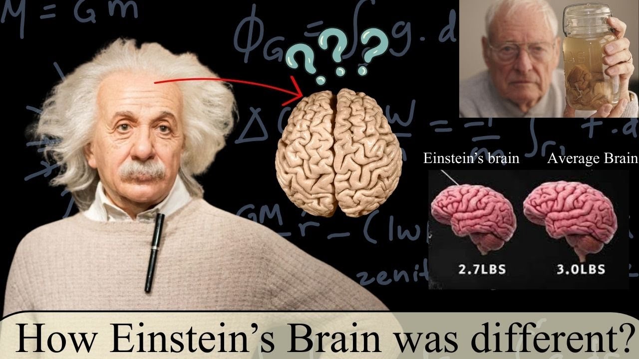 How Einsteins Brain was Different - YouTube