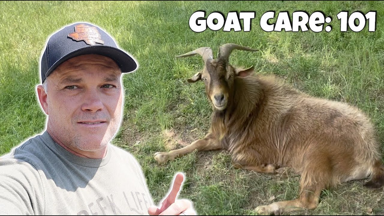 Goat Care and Maintenance - 101 - YouTube