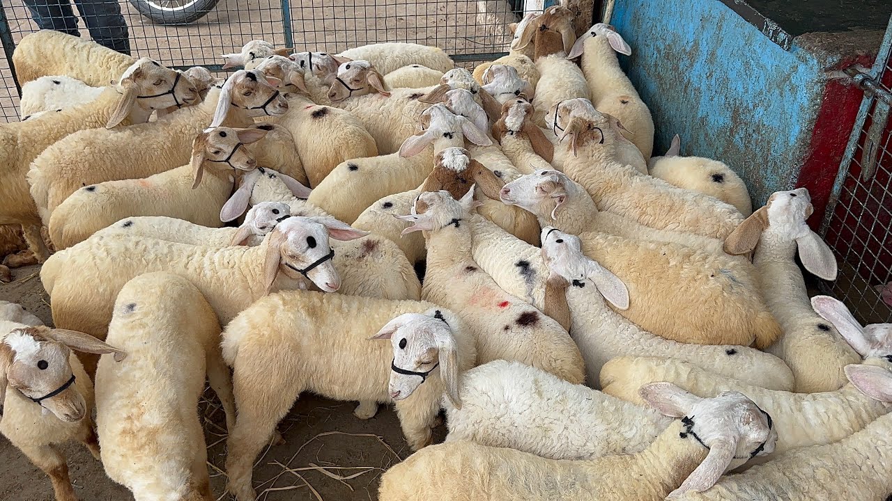 Bannur kids available at MGS - YouTube